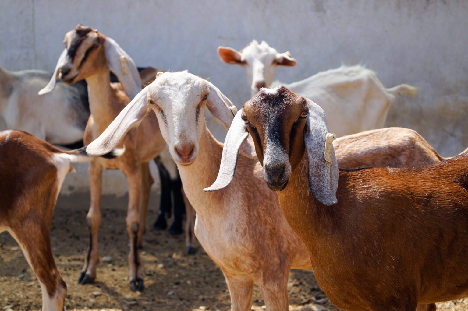 Goat Management Systems: A Guide to Effective Herding - FnB Farm : FnB Farm